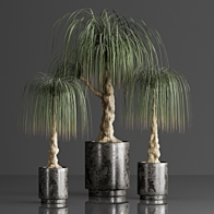 Palm tree 01 - Indoor - 3D model