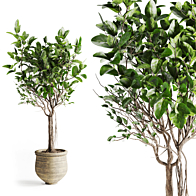 Curved Indoor Ficus Tree in Light Stone Pot - Indoor - 3D model
