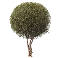 Round shape tree - Tree - 3D model