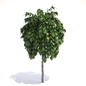 Sapling - Tree - 3D model