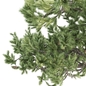 2 Italian pine corona - Tree - 3D model