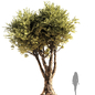 Monterey tree 005 - Tree - 3D model