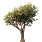 Monterey tree 006 - Tree - 3D model