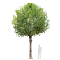 Round shape tree - Tree - 3D model