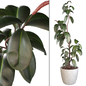 Bonsai Jungle Ficus Elastica Rubber Tree Collection 335 - Indoor - 3D model