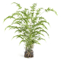 treez plants set 52 - Indoor - 3D model