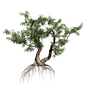 South African Common Star - Tree - 3D model