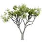 Marula Tree 3D Model Pack - Tree - 3D model