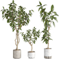 Bonsai Jungle Ficus Rubber Tree Collection Set 440 - Indoor - 3D model