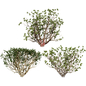 Arabian Boswellia Sacra Luban Tree - Tree - 3D model