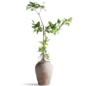 ficus plant in pot - Indoor - 3D model
