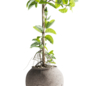 ficus plant in pot - Indoor - 3D model