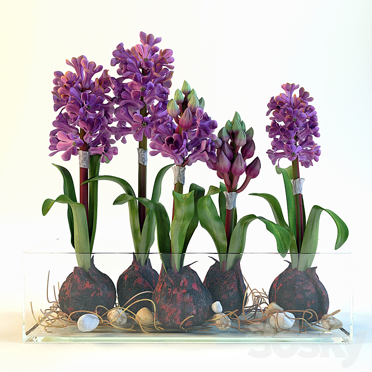 Hyacinth - Indoor - 3D model