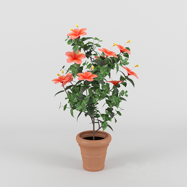 Hibiscus - Indoor - 3D model