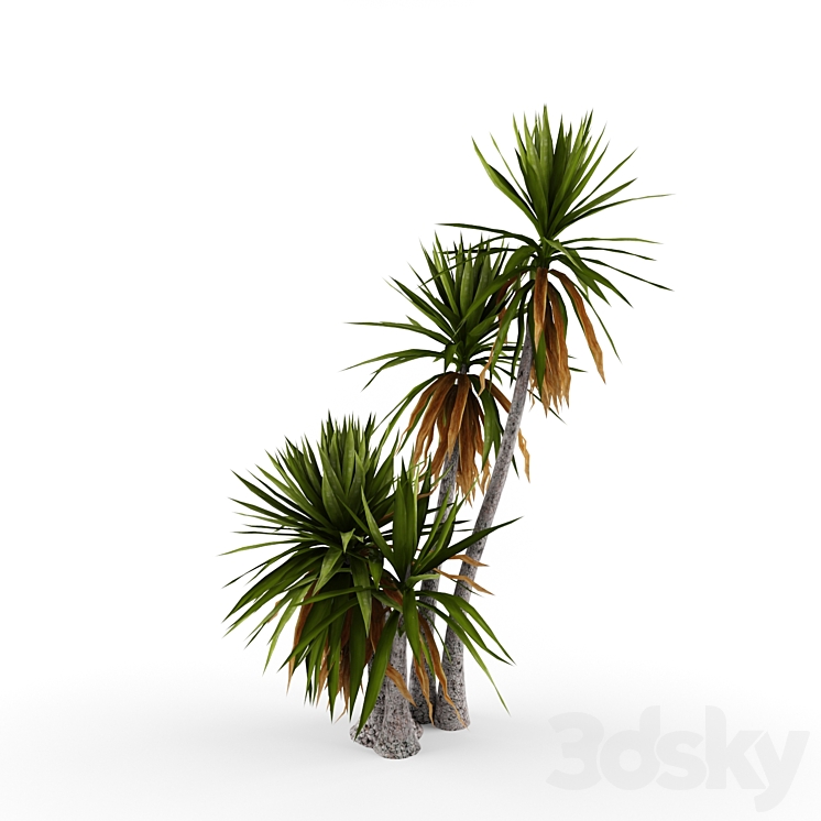 Yucca aloifolia # 2 - Tree - 3D model