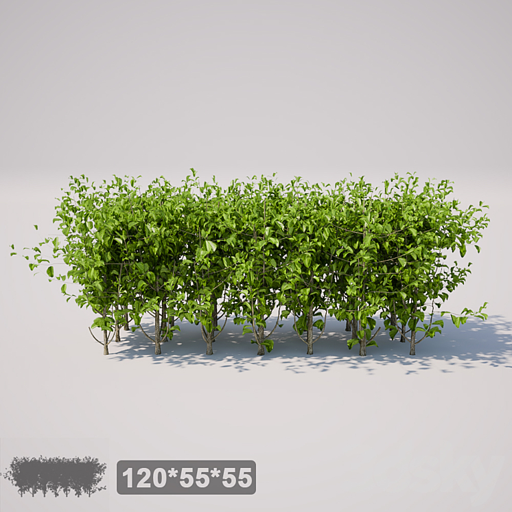 Small square bush - Bush - 3D model