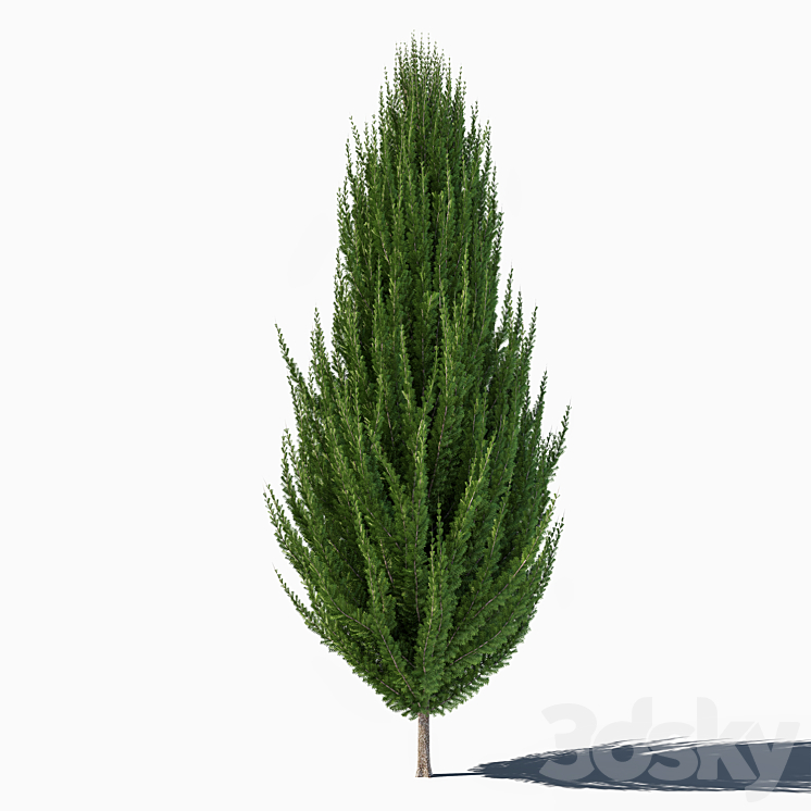 Juniper - Tree - 3D model