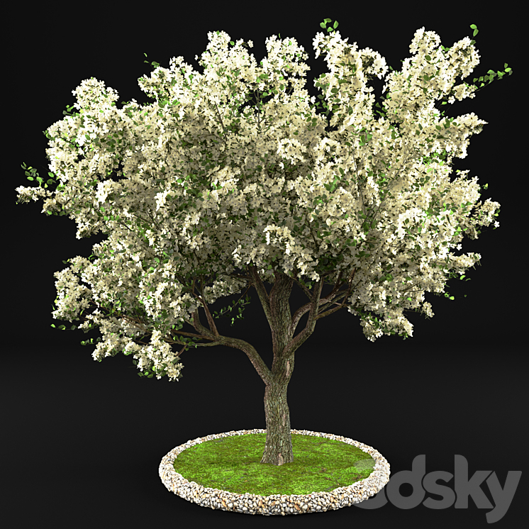 Flowering Apple Tree - Tree - 3D model