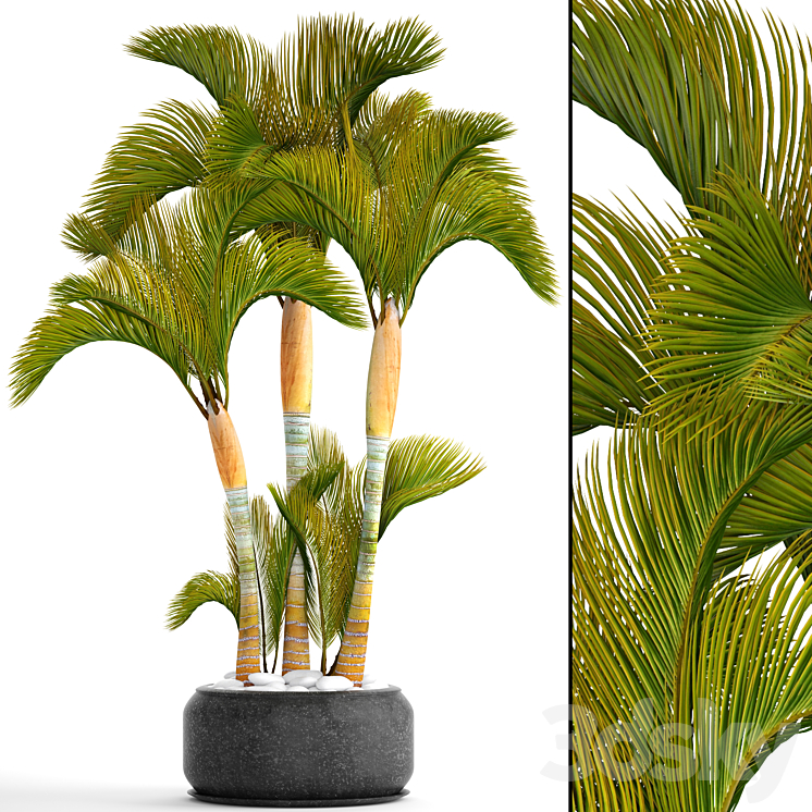 Collection of plants. Dipsis yellowish, ornamental palm tree, tropical ...