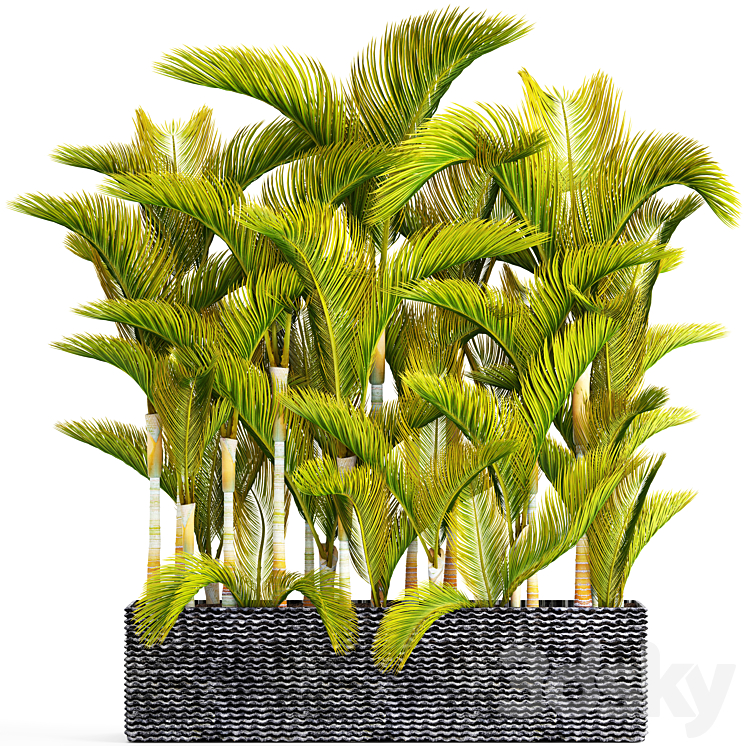 Collection of plants. Dipsis yellowish, ornamental palm tree, tropical ...