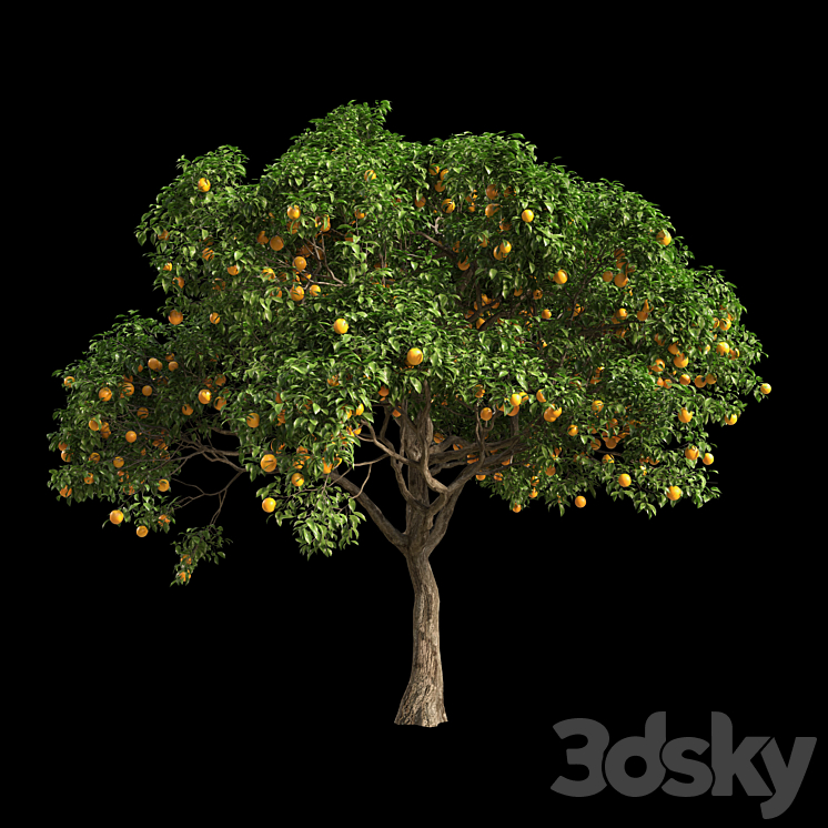 Orange Tree 6 - Tree - 3D model