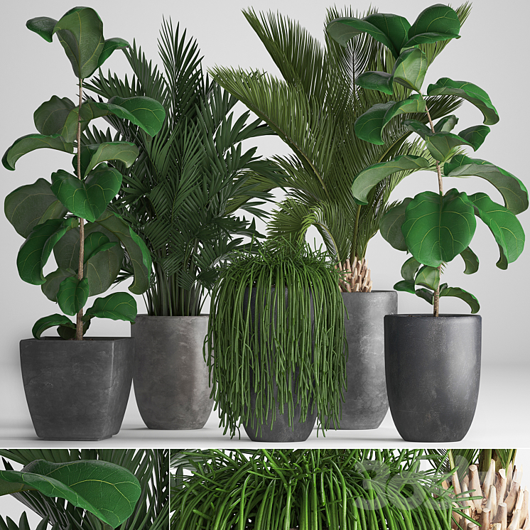 Plant collection 259. Ficus lyrata, Hovea, palm tree, black pot, exotic ...