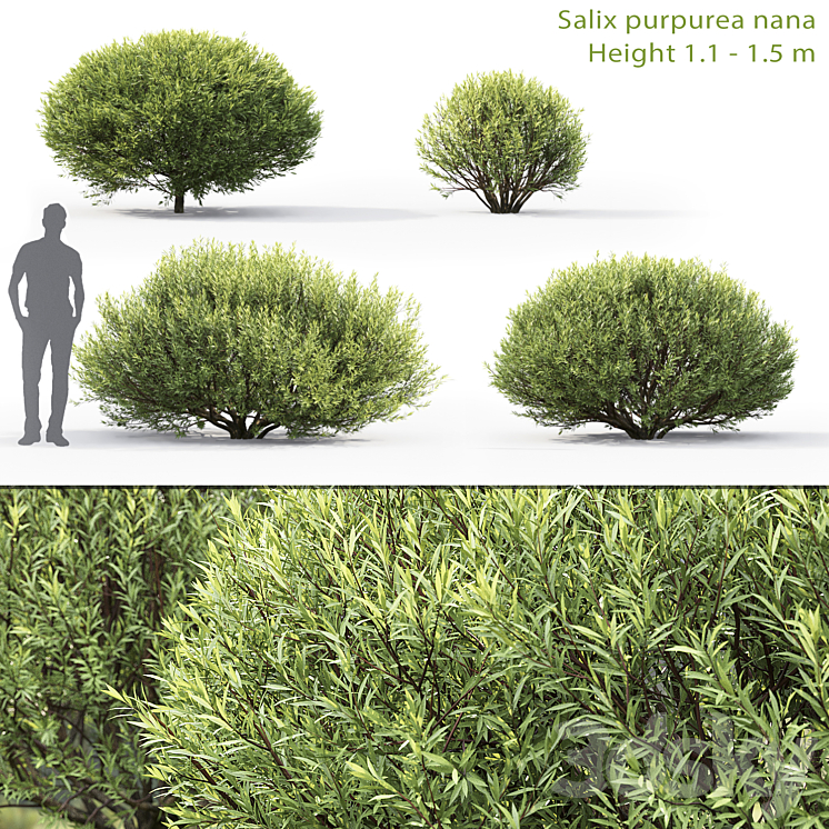 Willow - Bush - 3D model