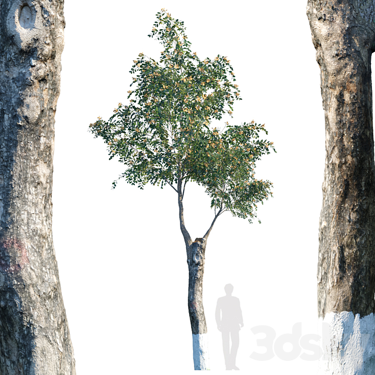 Streets tree v5 - Tree - 3D model