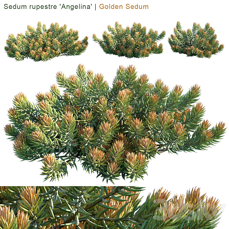 Sedum rupestre "Angelina" | Golden sedum - Bush - 3D model