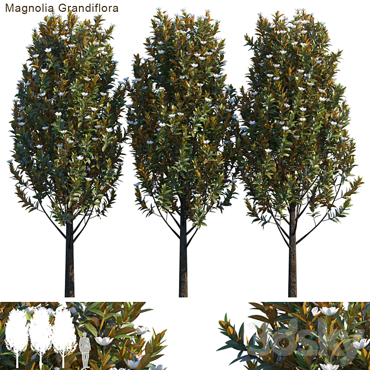 Magnolia grandiflora - Tree - 3D model