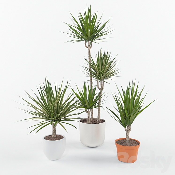 Yucca set - Indoor - 3D model