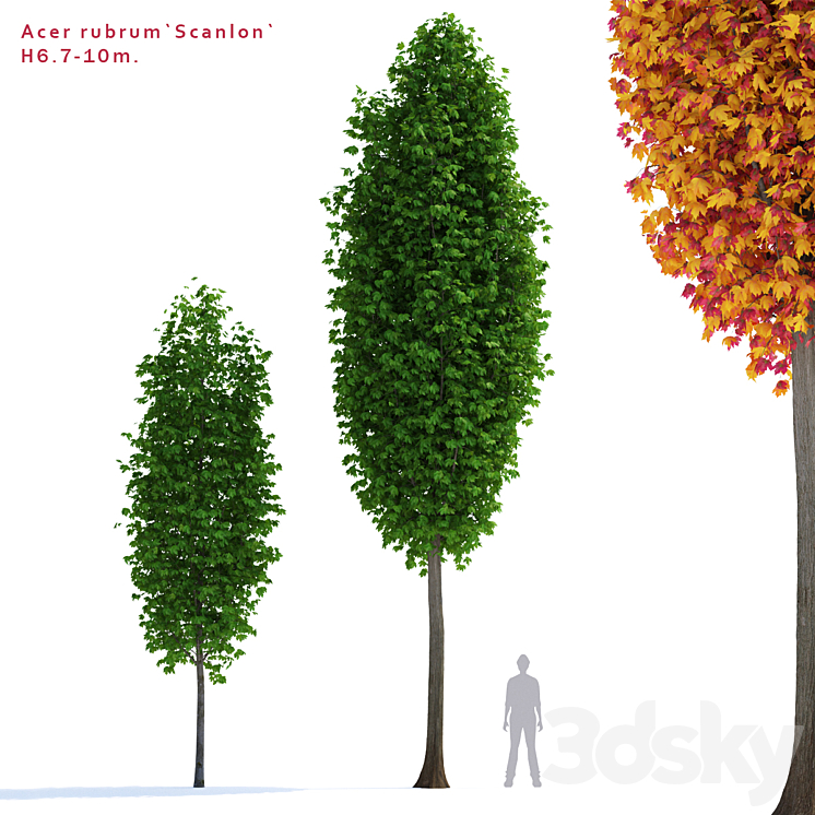 Maple Red Scanlon Tree | Acer rubrum Scanlon - Tree - 3D model