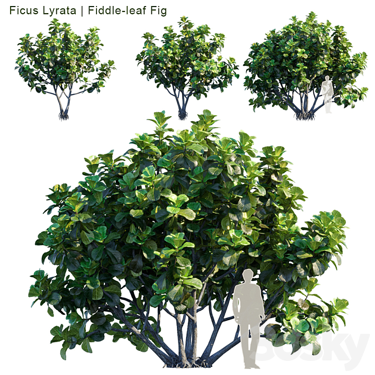 Ficus Lyrata | Feed-leaf fig - Tree - 3D model