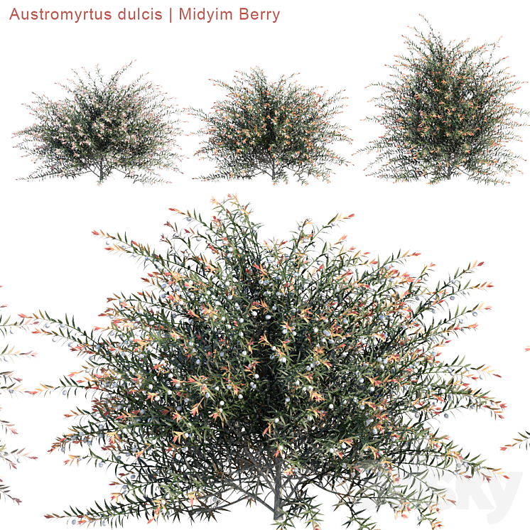 Austromyrtus dulcis | Midyim berry - Bush - 3D model