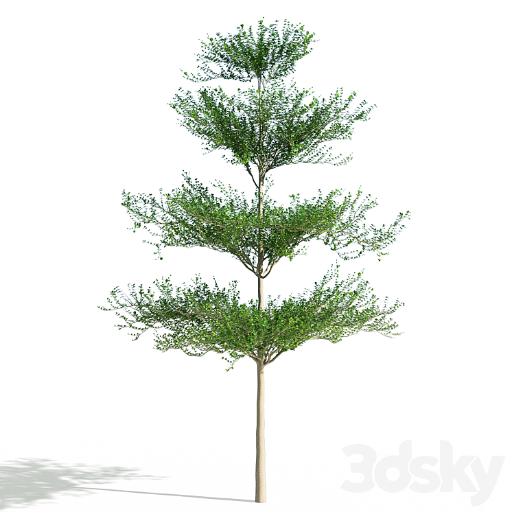 Terminalia mantaly 2 - Tree - 3D model