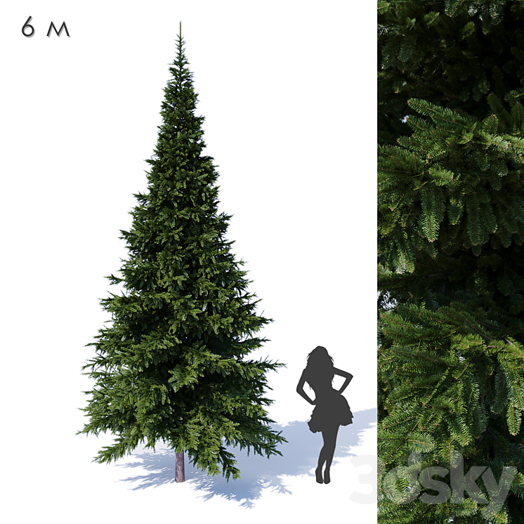 Prickly spruce 6m - Tree - 3D model
