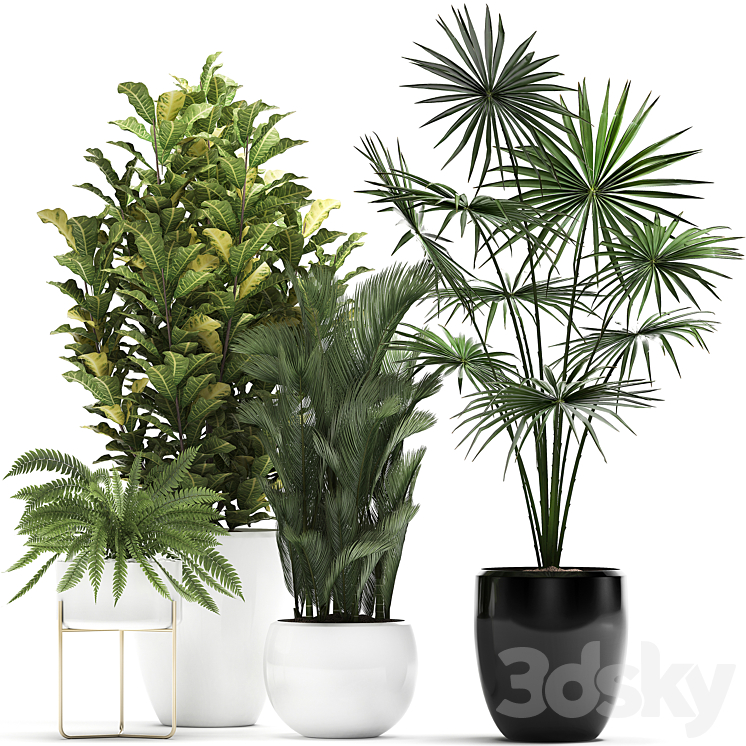 Collection of small lush plants in white modern pots with Fan palm ...