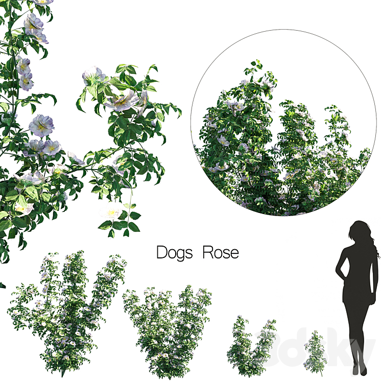 Doge rose set 1 - Outdoor - 3D model