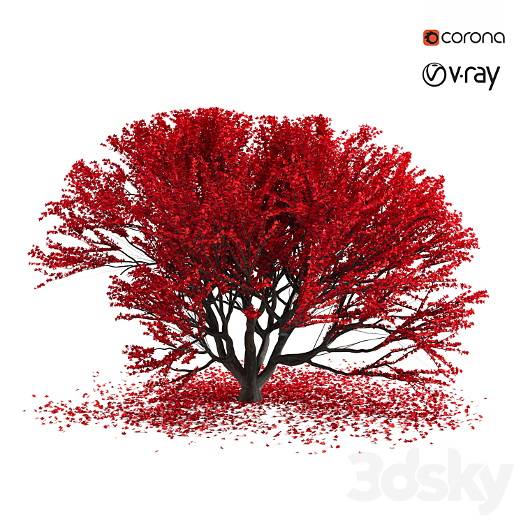 Japanese maple tree - Tree - 3D model