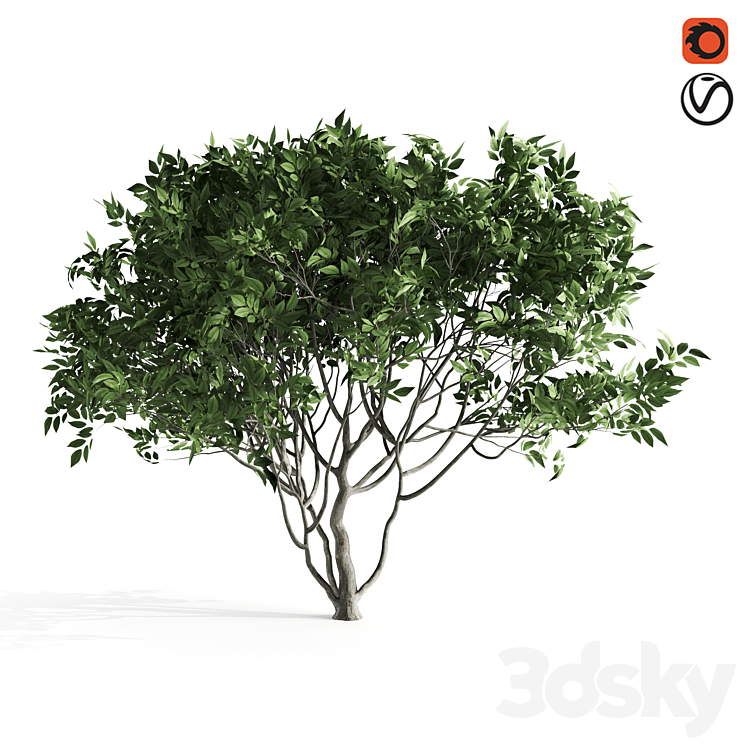 Niko Maple tree - Tree - 3D model