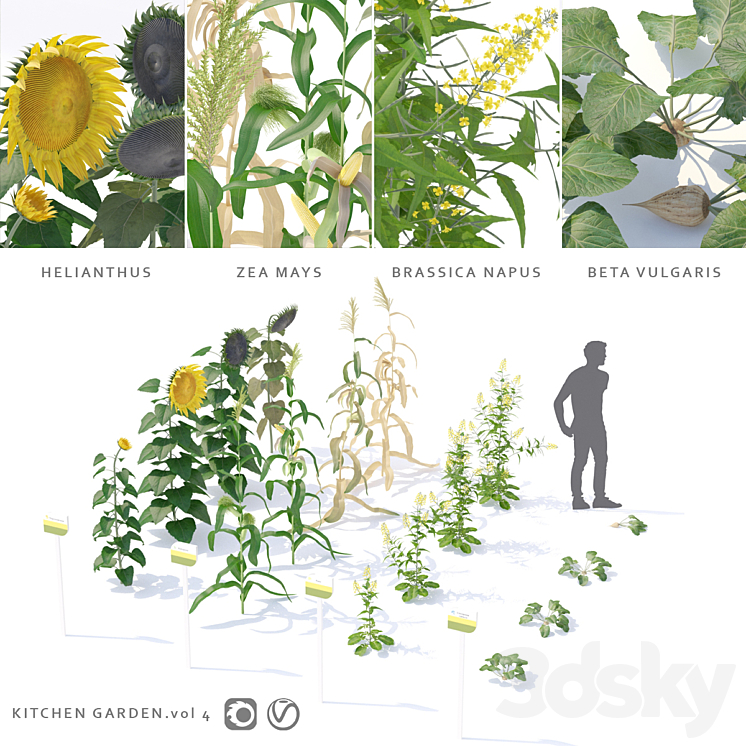 Vegetable garden | Kitchen garden.vol 4 - Outdoor - 3D model