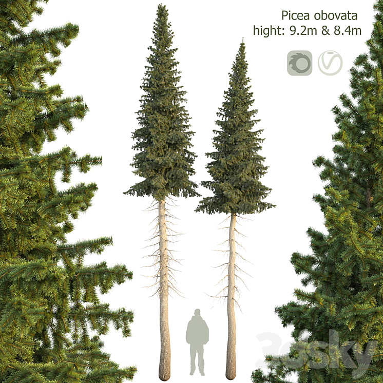 Siberian spruce Picea obovata 8.4m - 9.2m - Tree - 3D model
