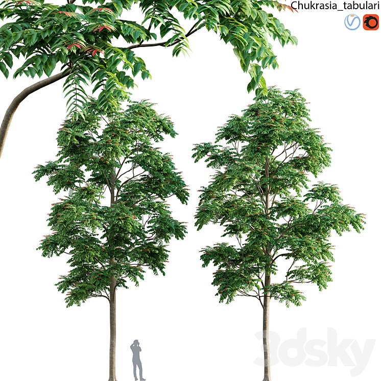 Chukrasia tabularis-chickrassy 01 - Tree - 3D model