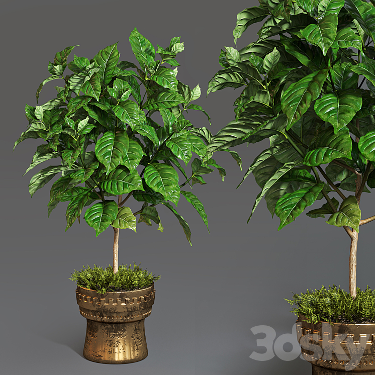 Coffee tree - Indoor - 3D model