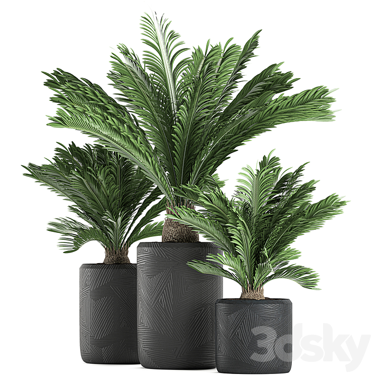 A collection of beautiful lush plants in black outdoor pots with Cycads ...