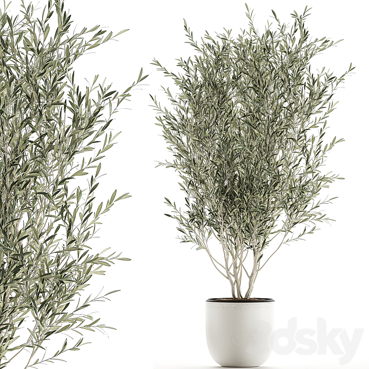 A beautiful little decorative olive tree in a white pot with handles ...