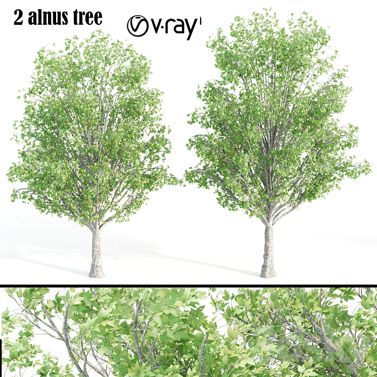 2 alnus tree - Tree - 3D model