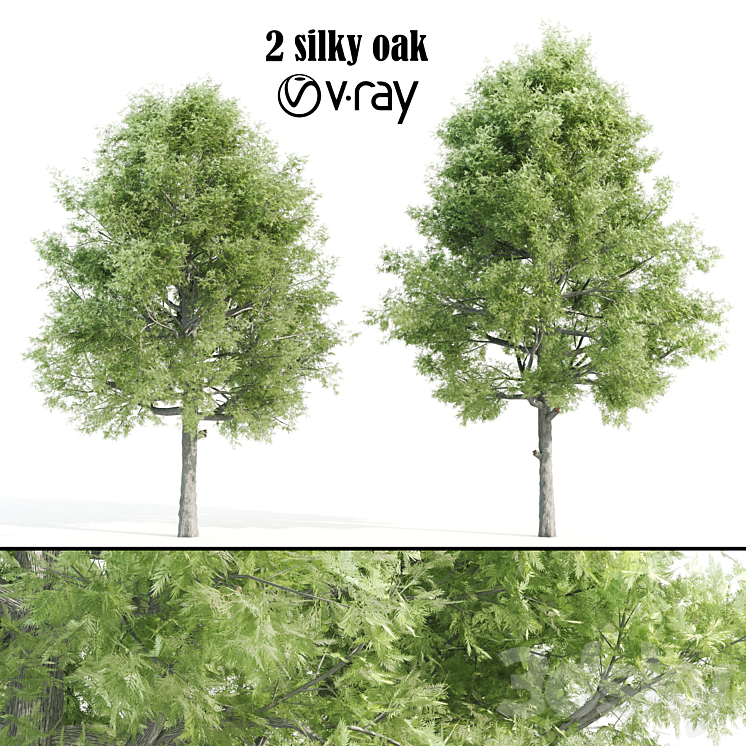 2 silky oak tree -vray - Tree - 3D model