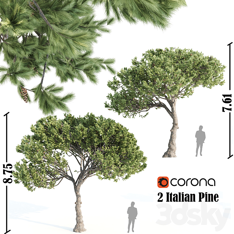 2 Italian pine corona - Tree - 3D model