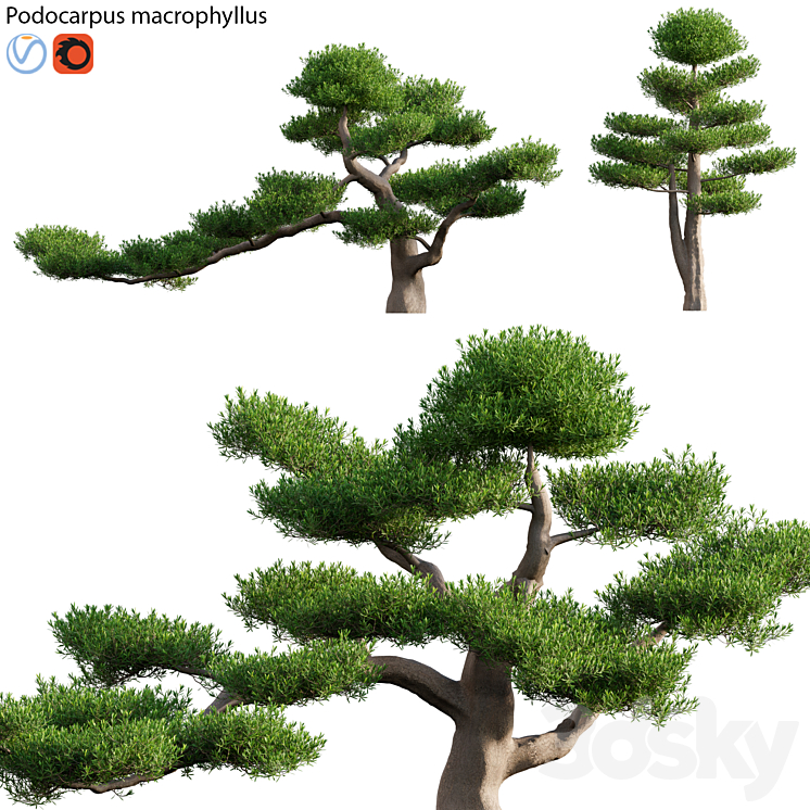 Podocarpus macrophyllus 01 - Tree - 3D model